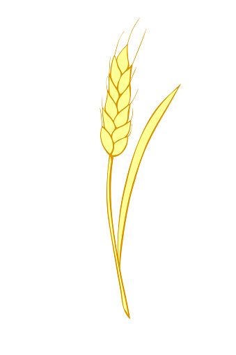 흰색 배경에 고립 된 밀의 벡터 황금 스파이크 플랫 스타일로 손으로 그린 컬러 클립 아트 베이커리 제품 밀가루 수확 추수 감사절 테마 가을에 대한 스톡 벡터 아트 및 기타