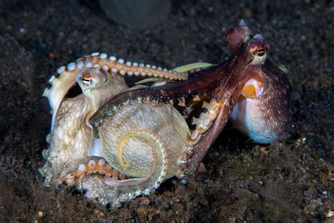 Octopus Sex Mating 8 ScienceBacked Facts You Cant Miss OctoNation The Largest Octopus