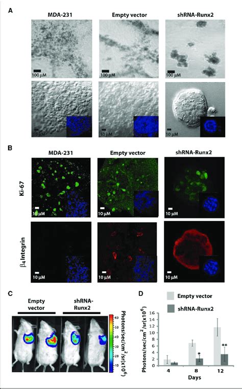 Knockdown Of Runx2 In Metastatic Cancer Cells Partially Restores Download Scientific Diagram