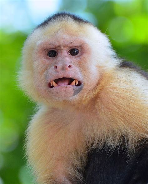 Do Capuchin Monkeys Have Teeth