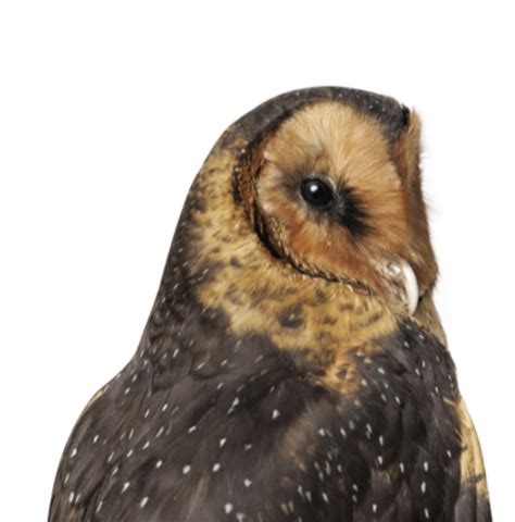 African Grass Owl Florafauna