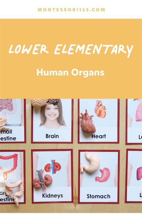Human Organs 3 Part Cards With Definitions Objects And Matching Charts