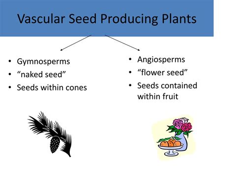 Ppt Chapter 23 Reproduction In Plants Powerpoint Presentation Free