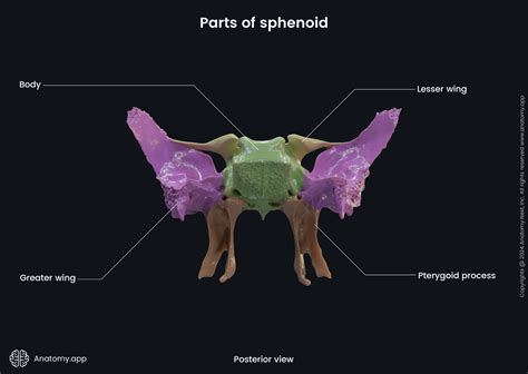 Sphenoid Bone Anatomy App