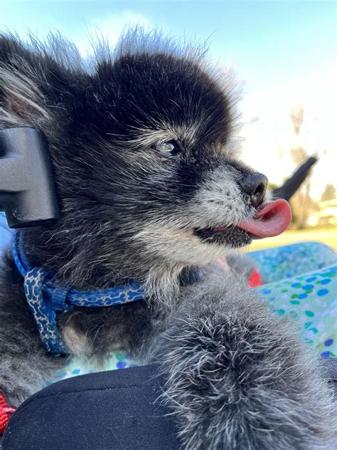 1056 Best Bear Cub Images On Pholder Hardcoreaww Aww And Nature Is Fucking Lit