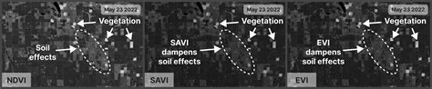 In The Field Ndvi Savi Evi Compared