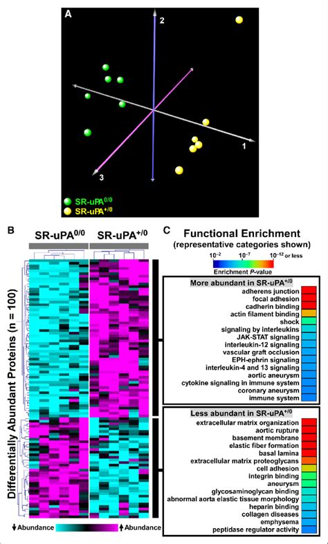Proteomic Analyses Identify Global Differences In Protein Abundance And