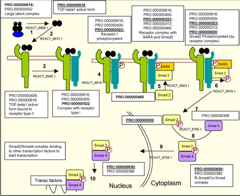 Pro Mapping To The Reactome Tgf Beta Signaling Pathway The Pathway