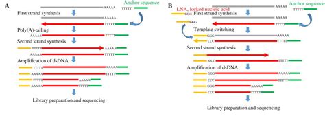 Single Cell Sequencing Technologies Current And Future RNA Seq Blog
