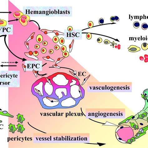 Pdf Pathophysiology Of Tumor Neovascularization