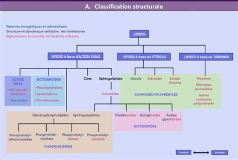 Biochimie Les Lipides Cartes Quizlet