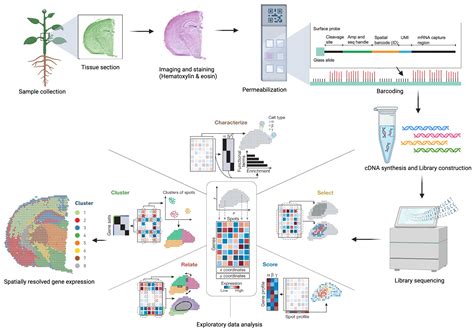 Spatial Transcriptome St Biorender Science Templates