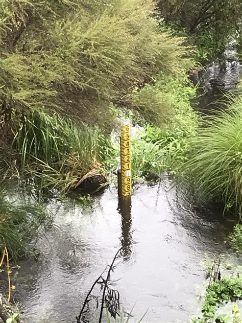 Mangaiti Gully Restoration Trust Staff Stream Water Gauge