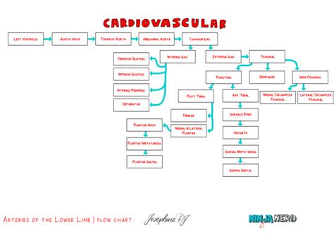 Arteries Of The Lower Limb Flow Chart 1 Atf Pdf