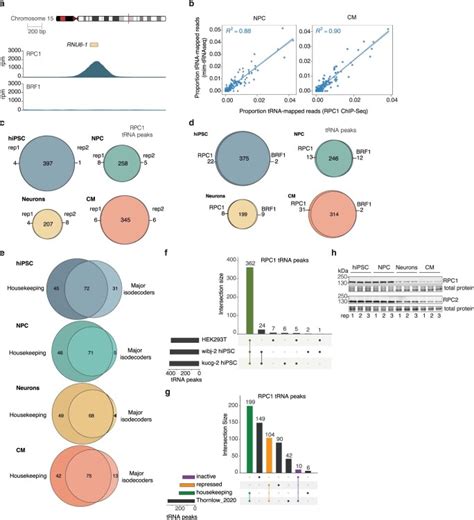 Selective Gene Expression Maintains Human Trna Anticodon Pools During Differentiation Pmc