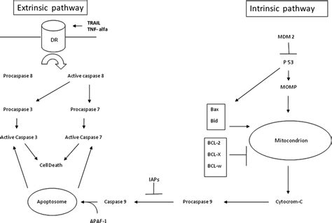 Apoptosis—extrinsic E Intrinsic Pathway Momp Mitochondrial Outer Download Scientific Diagram