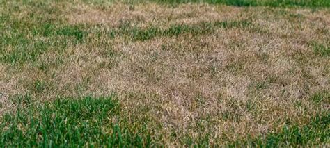 Take All Root Rot In Texas Lawns Gro Lawn