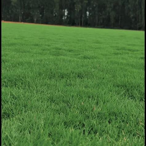 Rectangular Lawn Natural Grass At Best Price In Bengaluru Id 27122476091