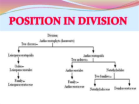 Solution Genus Anthoceros Classification And Types Of Reproduction