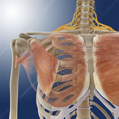 Upper Chest Muscles Diagram Pectoral Muscles Area Innervation Skeletal