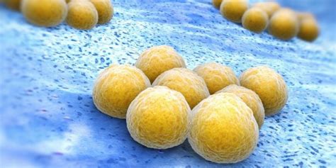The Molecular And Genetic Differences Staphylococcus Aureus Vs Mrsa Biolabtests