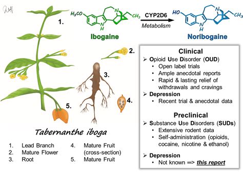 Ibogaine Treatment