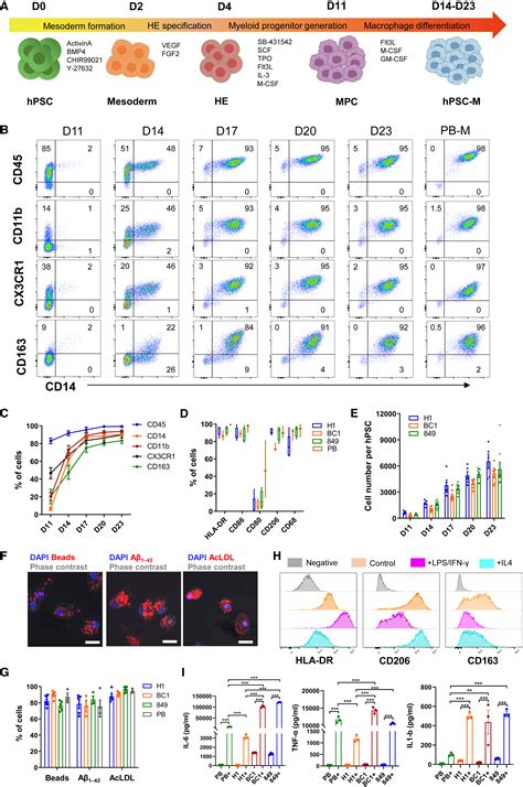 Activating Innate Immune Responses Repolarizes Hpsc Derived Car