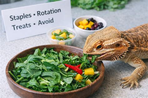What Can Bearded Dragons Eat Safe Food List And Feeding Guide