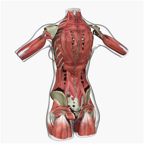 Female Torso Muscles Combo 3d Model
