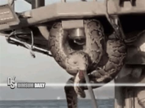M Long Burmese Python Caught On Marine Police Barge Dimsum Daily