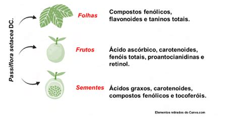 Compostos Biossintetizados Em Passiflora Setacea Dc Wondracek Et Al