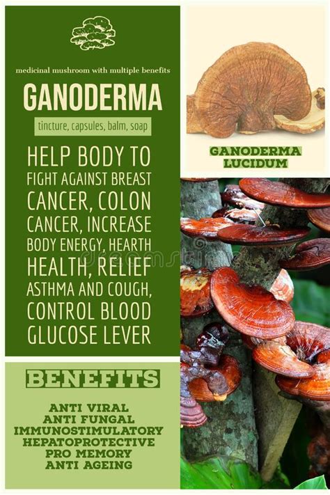 Medicinal Herbs Benefits Herbalist Advise Ganoderma Lucidum Stock Illustration