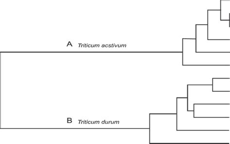 dendrogram generated using upgma analysis based on jaccard s