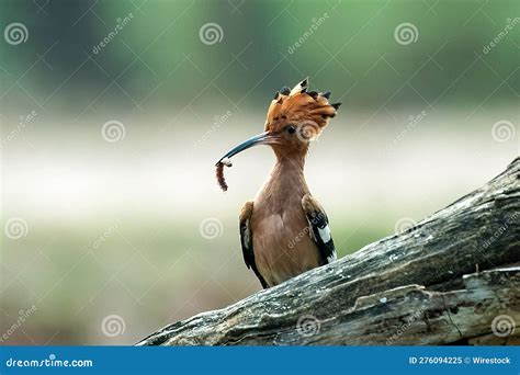 Small Brown Hoopoe Bird Perched On A Tree Branch Its Beak Open To Reveal A Wriggling Worm Stock