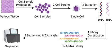 Frontiers Application Progress Of Single Cell Sequencing Technology