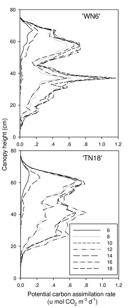 Potential Carbon Assimilation Rate At Different Canopy Heights Download Scientific Diagram