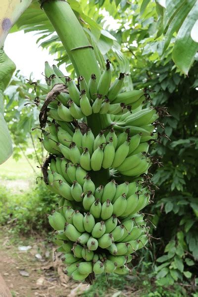 Banana Musa Sapientum Linn Plant Royalty Free Images Stock Photos Pictures Shutterstock