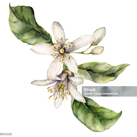 레몬 꽃 새싹 및 잎의 수채화 열대 카드 흰색 배경에 고립 된 과일 가지를 손으로 칠했습니다 디자인 인쇄 직물 또는 배경을위한 봄 삽화 감귤류 과일에 대한 스톡 벡터 아트