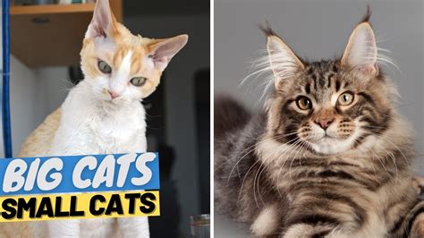 Top 5 Biggest Cat Breeds Vs Top 5 Smallest Cat Breeds Outdoorbengal