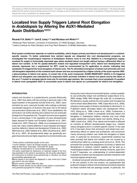 localized iron supply triggers lateral root elongation in arabidopsis