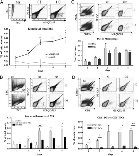 Cell Type Specific Uptake Of Fluorescent Plga Ms In The Lymph Node