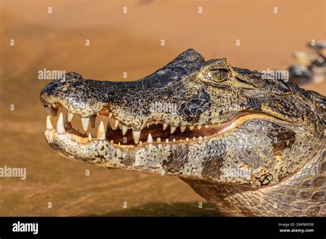 Close Up Of A The Head Of A Caiman With Its Mouth Open And Teeth