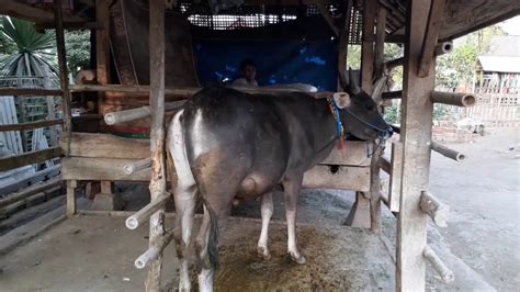 Ciri Ciri Sapi Metal Asli Jarot Madana