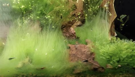 Do Ghost Shrimp Eat Algae Aquarium Shrimp Keeping