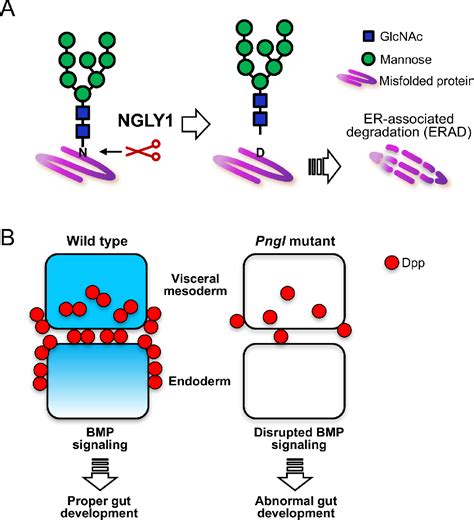 Figure 1 From Enzymatic Insights Into An Inherited Genetic Disorder Semantic Scholar