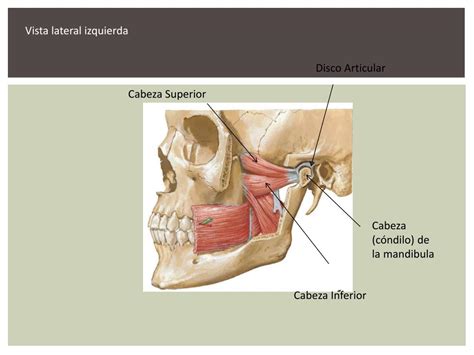 Ppt Cara Y Cuello Powerpoint Presentation Free Download Id3751851