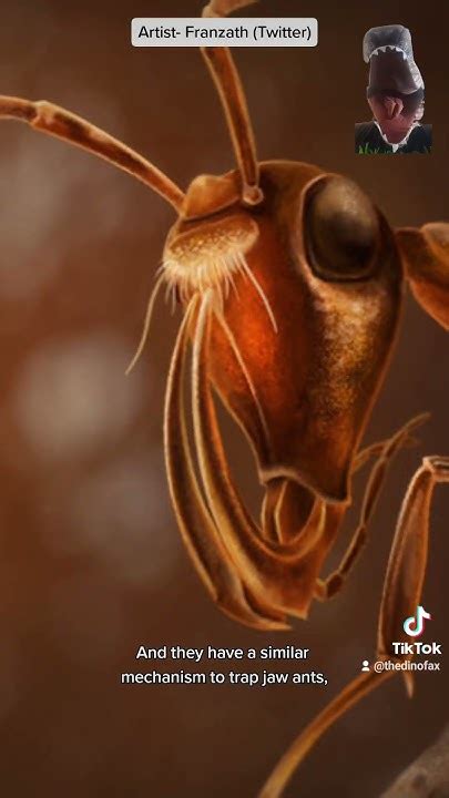 Meet The Hell Ant Youtube