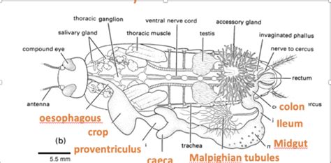 Internal Insect Morphology Flashcards Quizlet