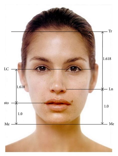 Golden Ratio Face Template Golden Ratio Face Calculator Sdgju