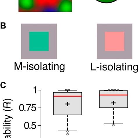 Experimental Design A Schematic Of The Experiment Individual Cones